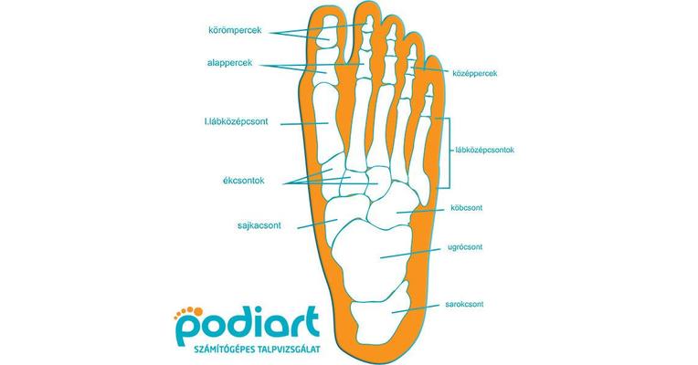 A láb felépítése